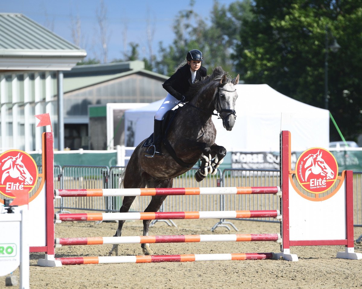 Sarpedon: Cheval de saut, 2 vidéos exclusives, Pedigree, Résultats