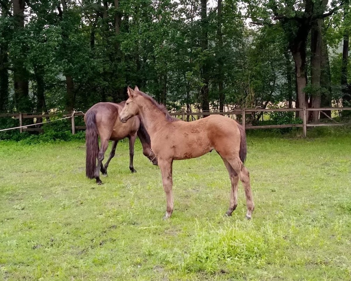 Commano: Springpaard, 102 exclusieve video's, Stamboom, Resultaten