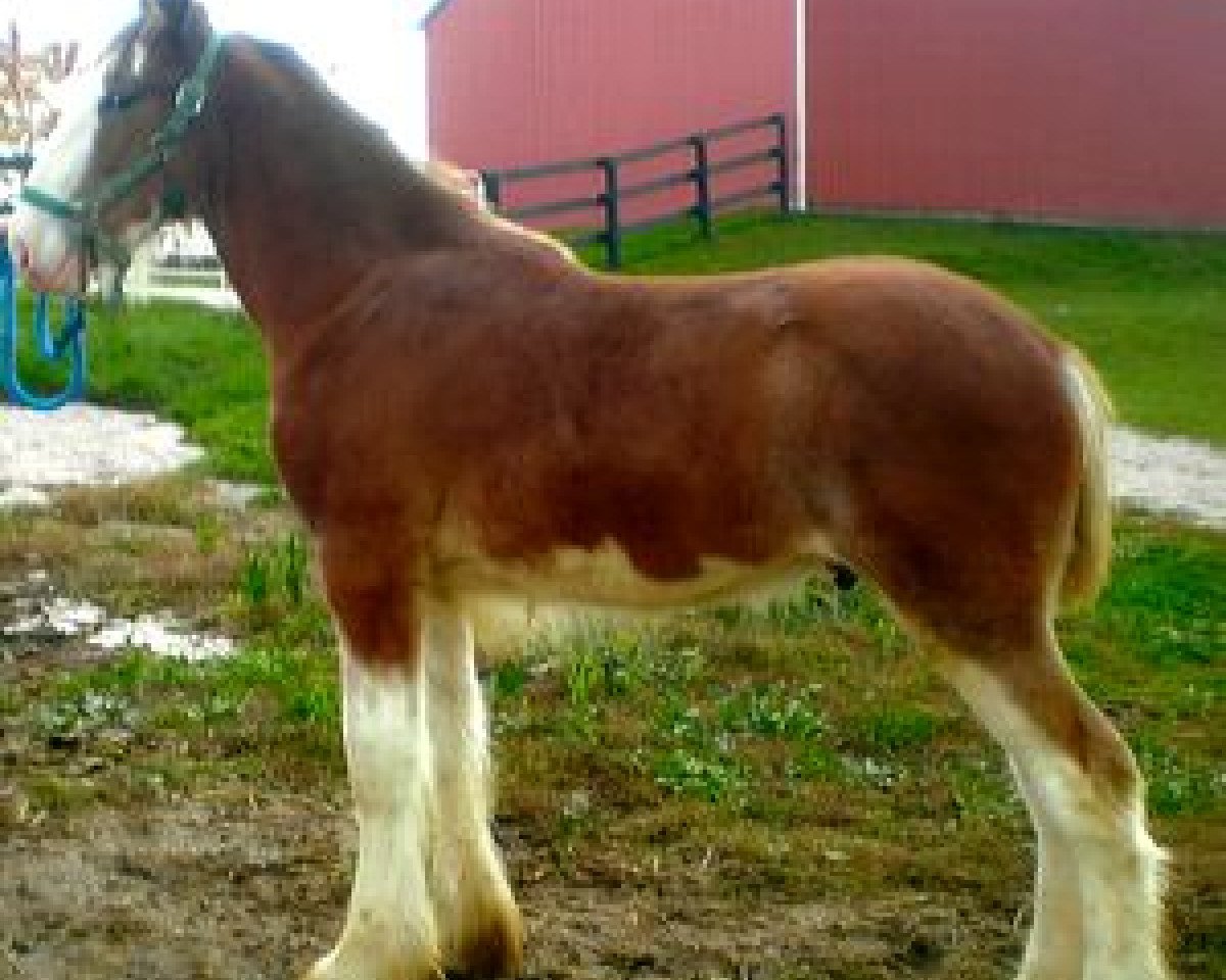 Egalacres Jake's Tanner: Cheval, Pedigree