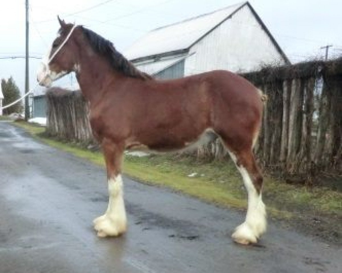 Covered Bridge Summit: Cheval, Pedigree