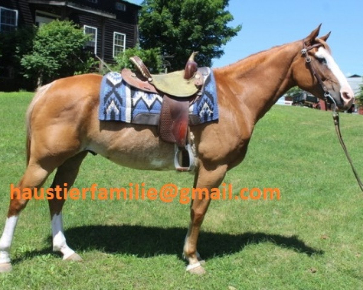 Bjørn Overgård: Étalon, Pedigree