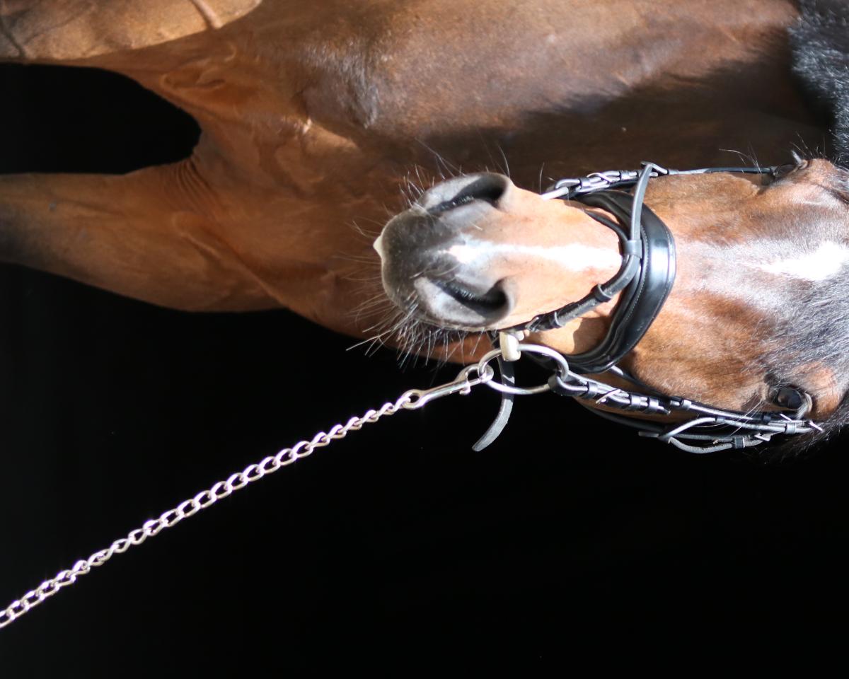 Sammy Deluxe 22: Cheval de Dressage, 27 vidéos exclusives, Pedigree ...