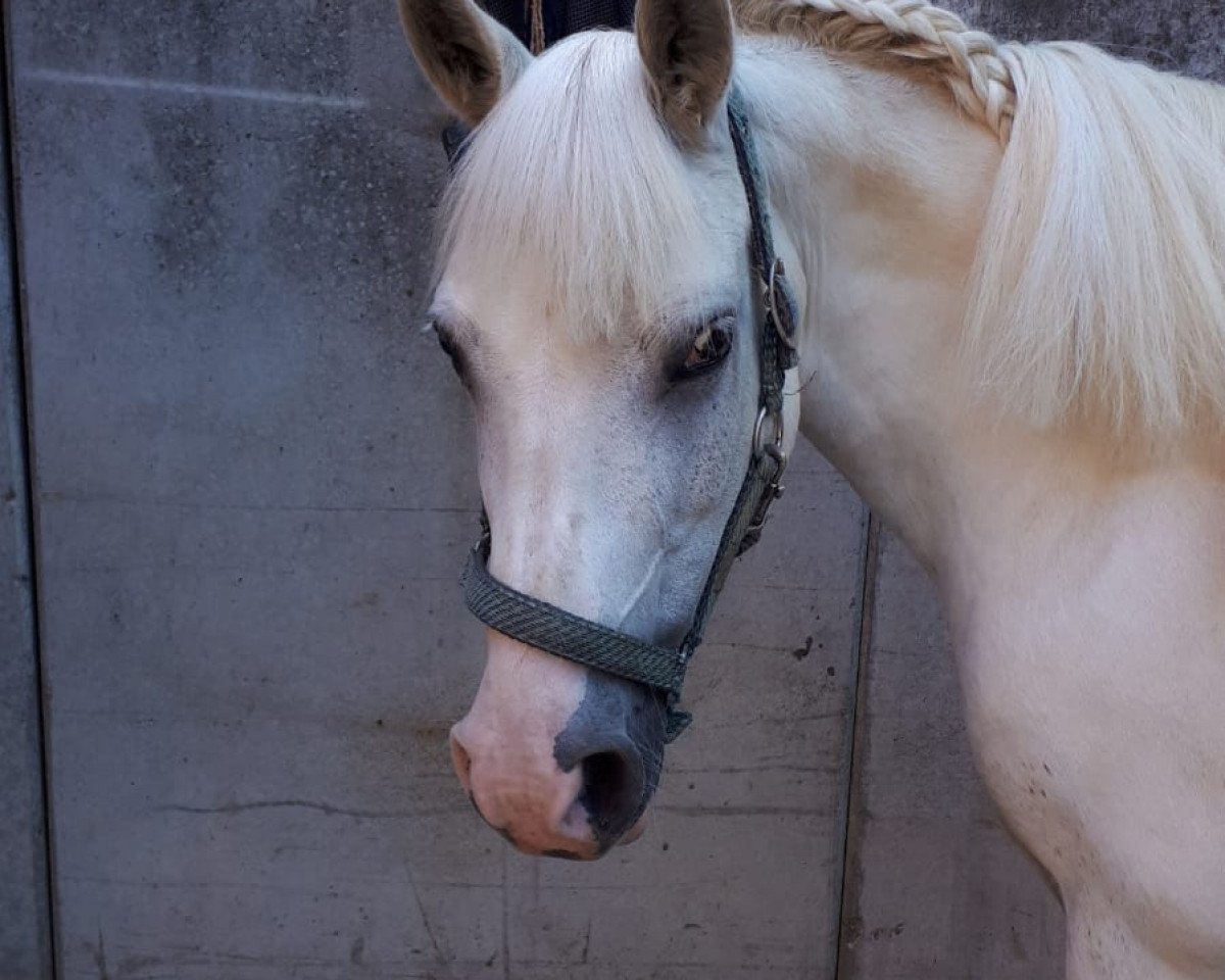 Super Girl: Cheval de Dressage, Pedigree, Résultats