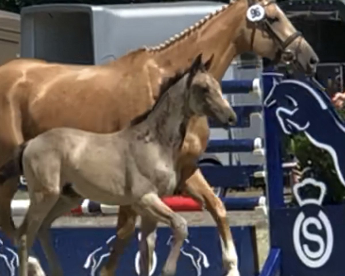 Graf Hennes de Cologne: Paard, Stamboom