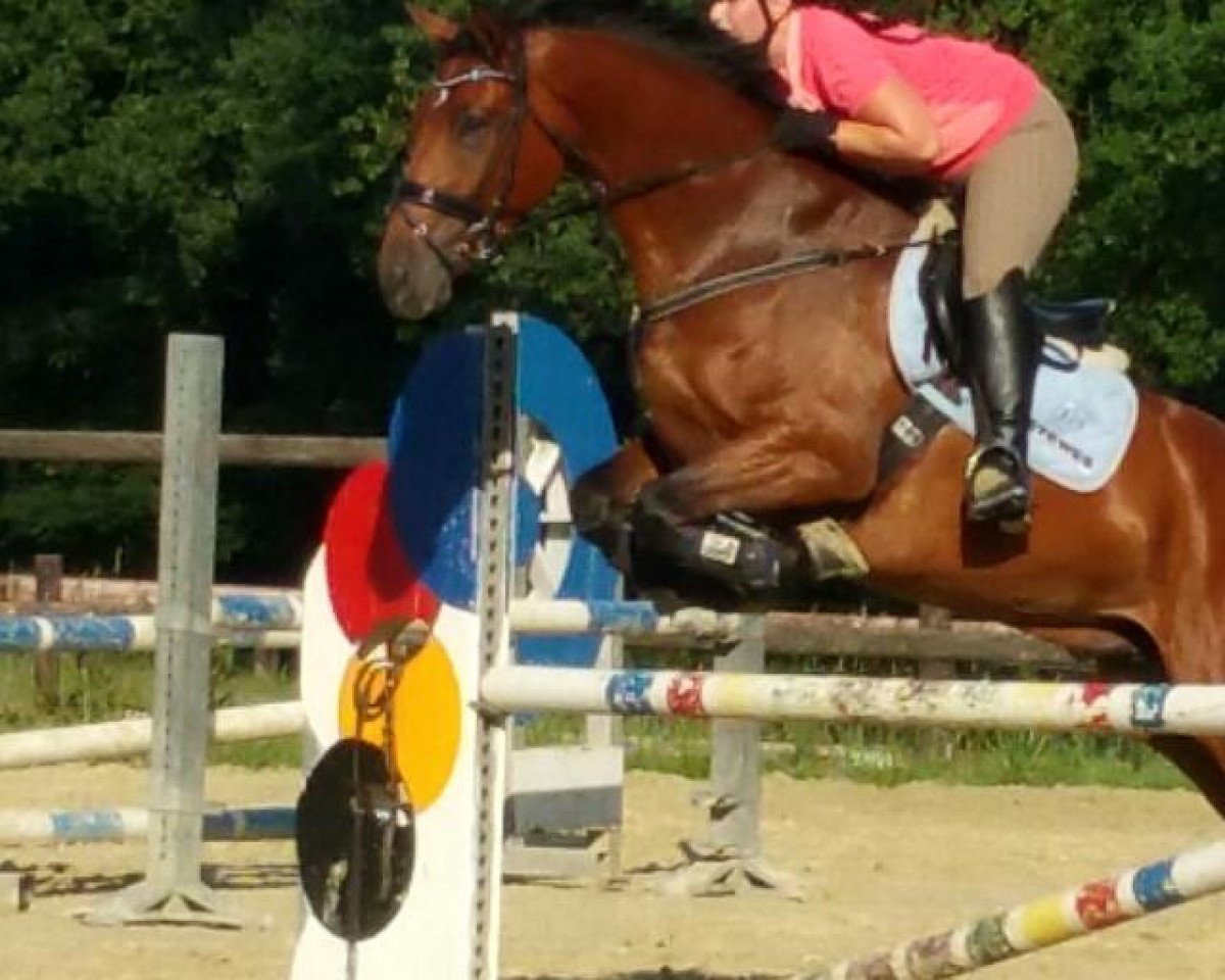 Kandy Sauce xx: Jument de race, Pedigree