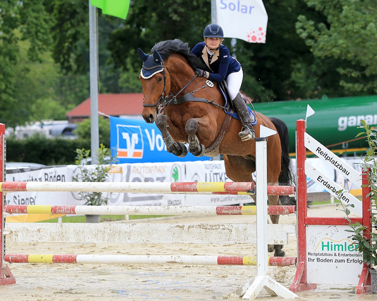 Cold Play 7: Cheval de saut, 32 vidéos exclusives, Pedigree, Résultats