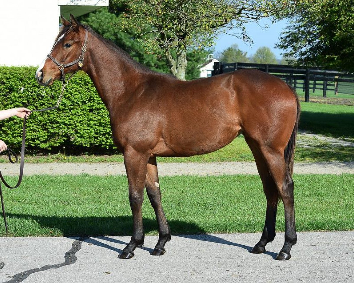 Queen Kahen xx: Cheval, Pedigree