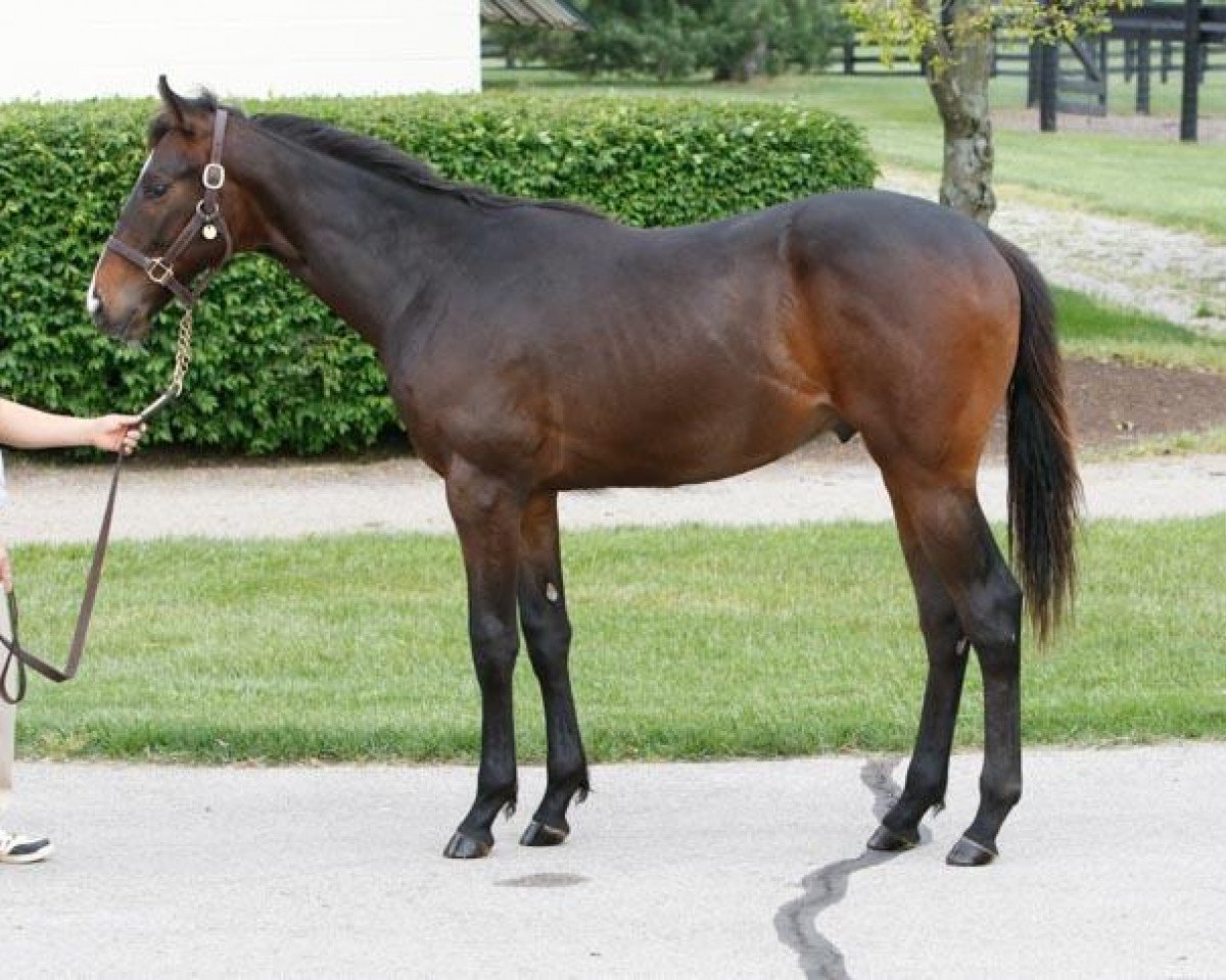 Solominic xx: Cheval, Pedigree