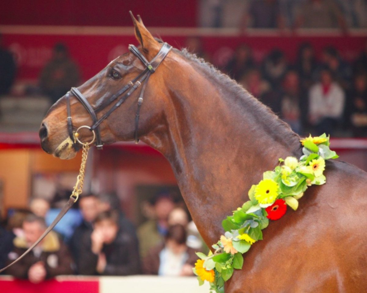 Axl von Planitz-Q: Cheval, Pedigree, Résultats