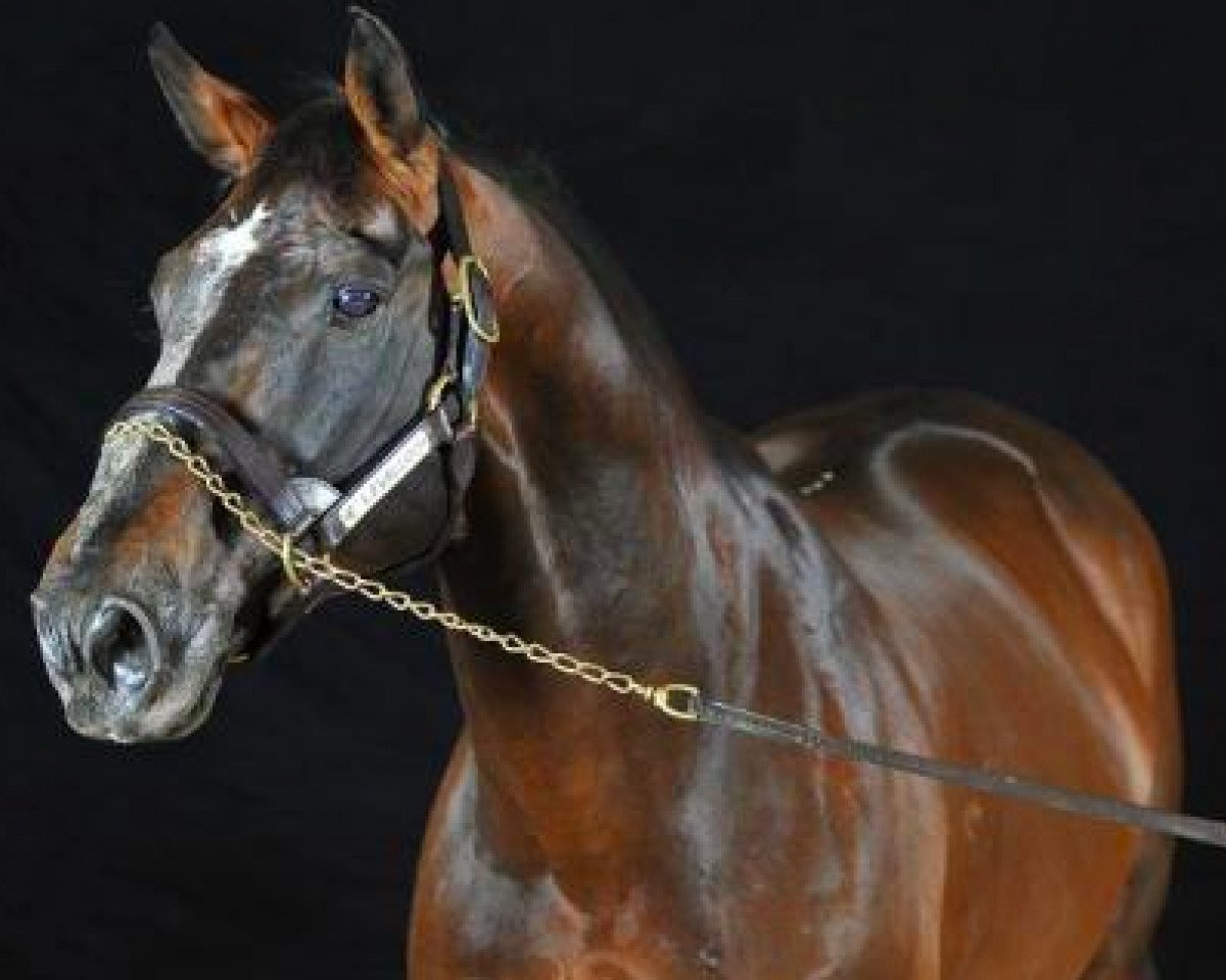 Fly xx: Cheval, Pedigree