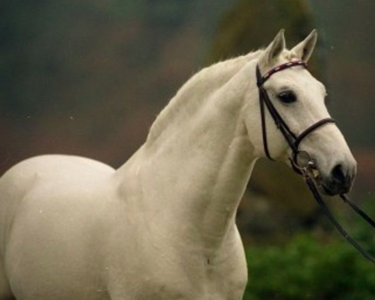 Sanja: Jument de race, Pedigree