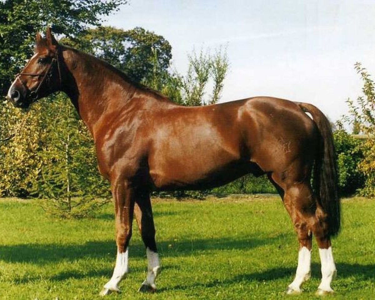 Happy du Reverdy: Dekhengst, Stamboom, Resultaten