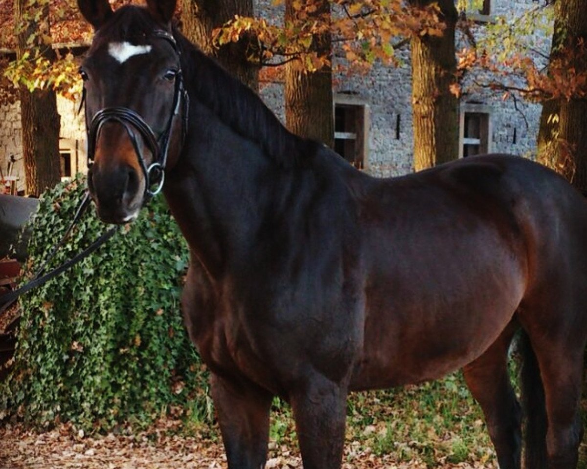 Fleming 17: Caballo de salto, Pedigrí, Resultados