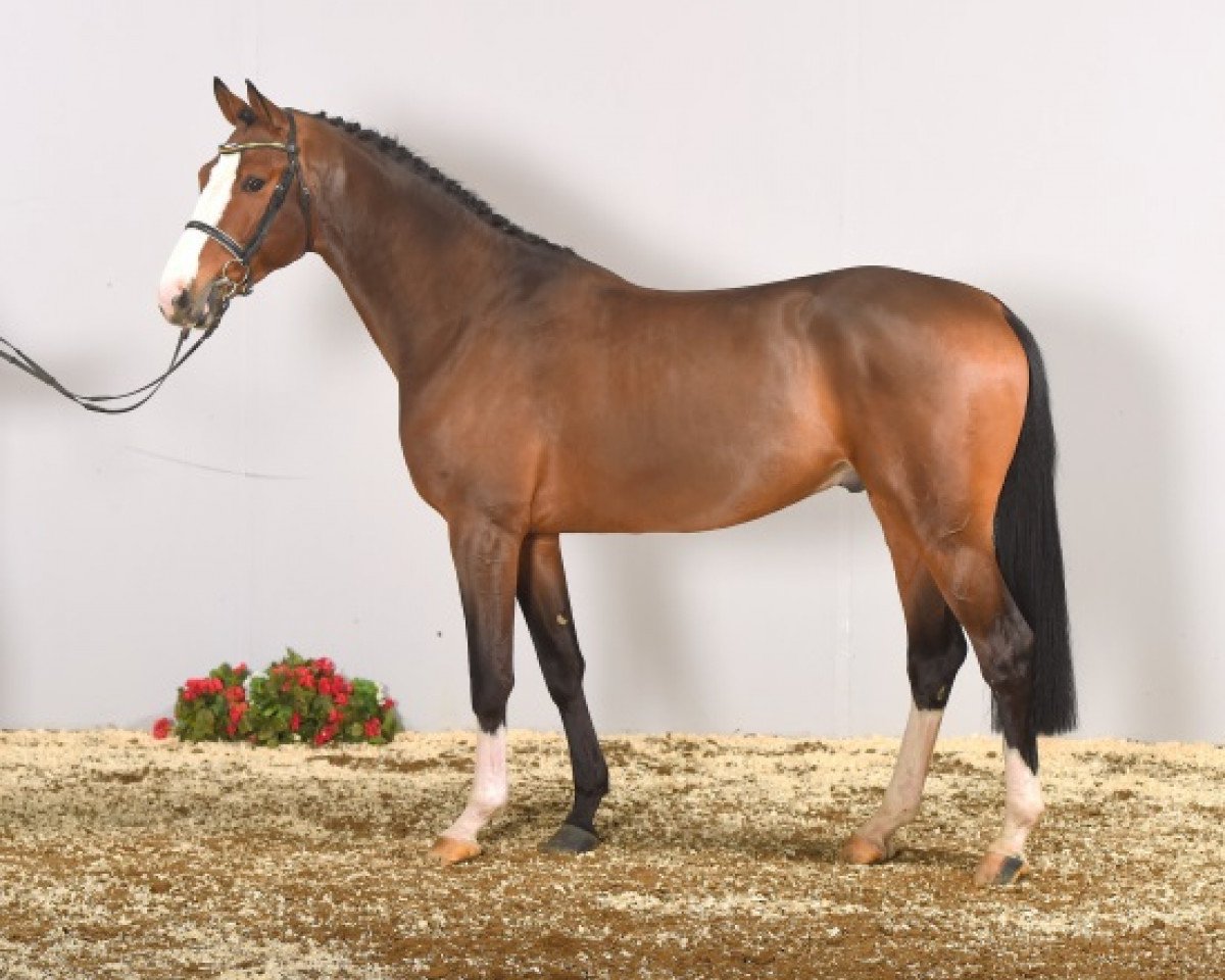 Miss Skeggs XX: Yegua de cría, Pedigrí