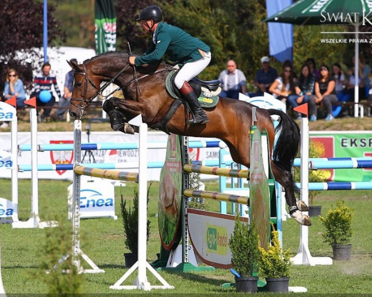 Kenzo L: Cheval, Pedigree, Résultats