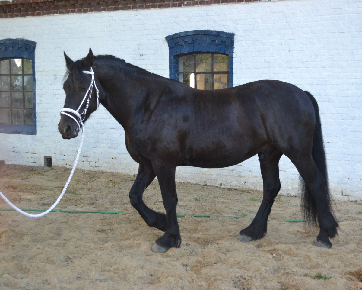 Luke von der unrechten Mühle: Cheval, Pedigree