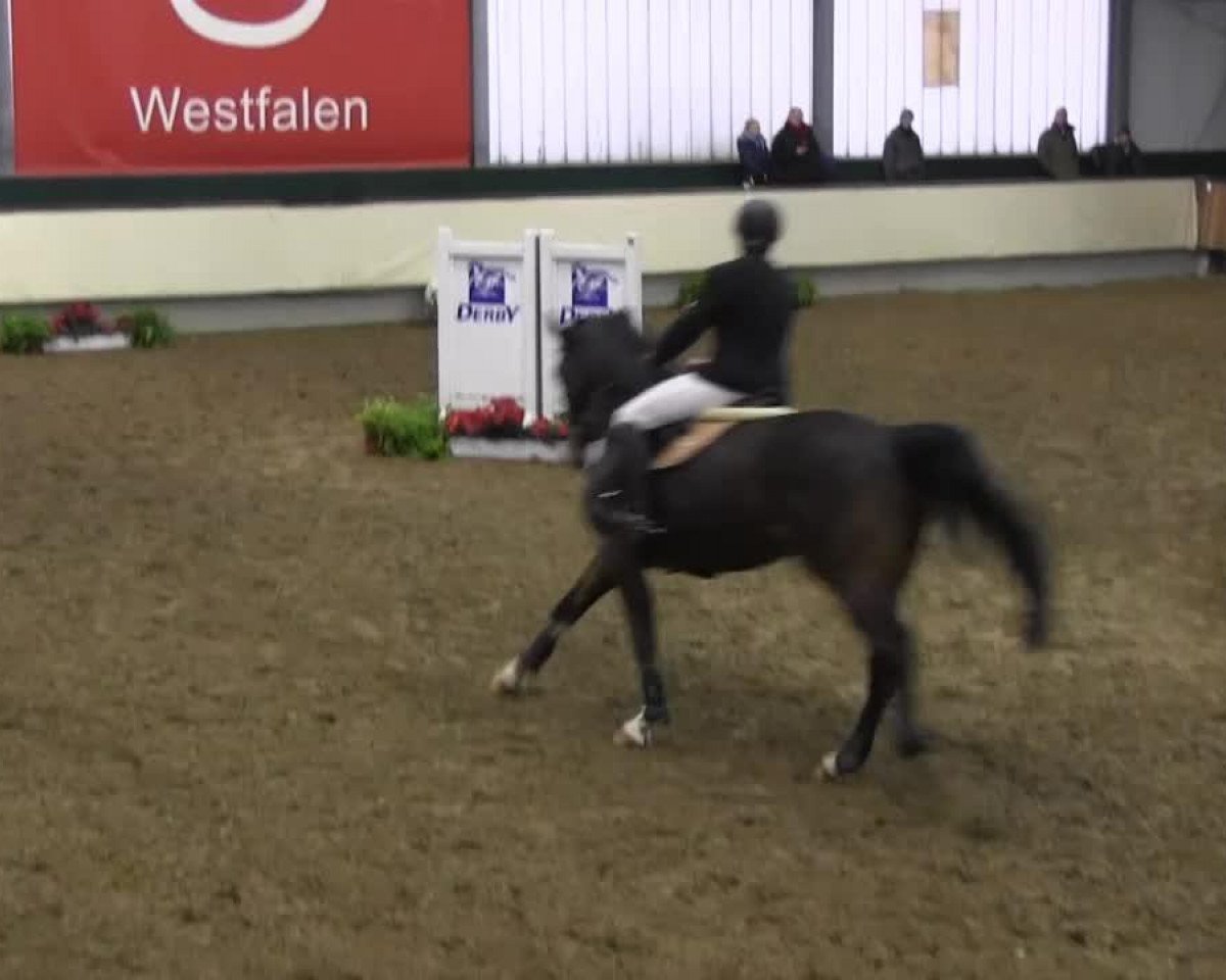 Alenzio 2: Cheval de saut, 1 vidéo exclusive, Pedigree, Résultats
