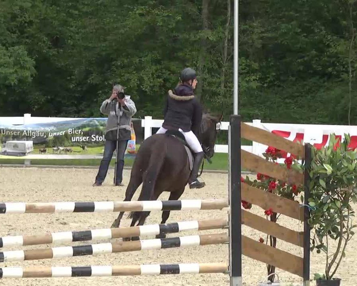 Nova-Luna vom Hofgut Beutig: Koń skokowy, 2 ekskluzywne filmy, Rodowód ...