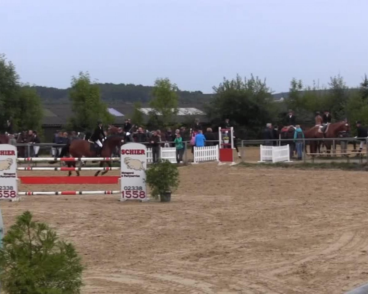 Chaconne 9: Cheval de saut, 2 vidéos exclusives, Pedigree, Résultats