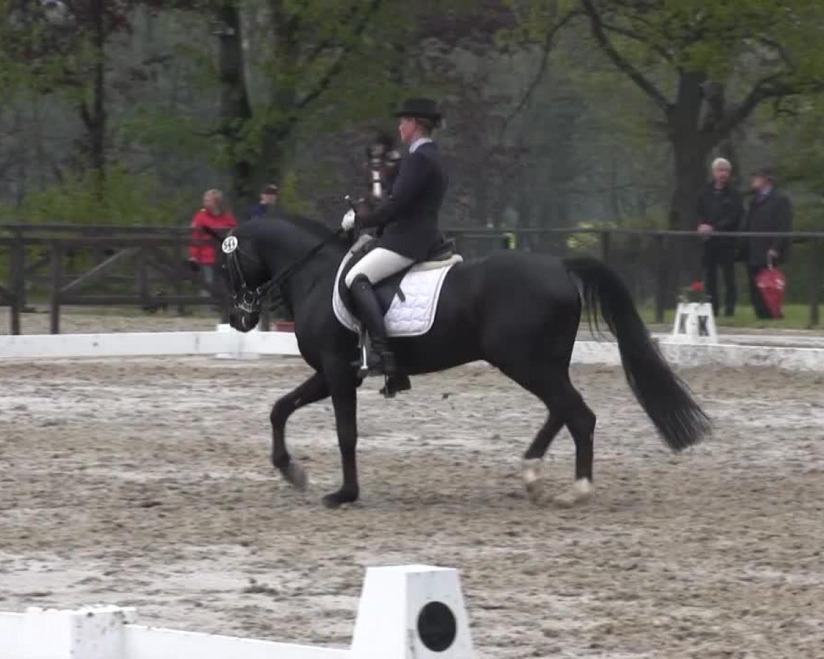 D'Artagnon B: Cheval de Dressage, 9 vidéos exclusives, Pedigree, Résultats