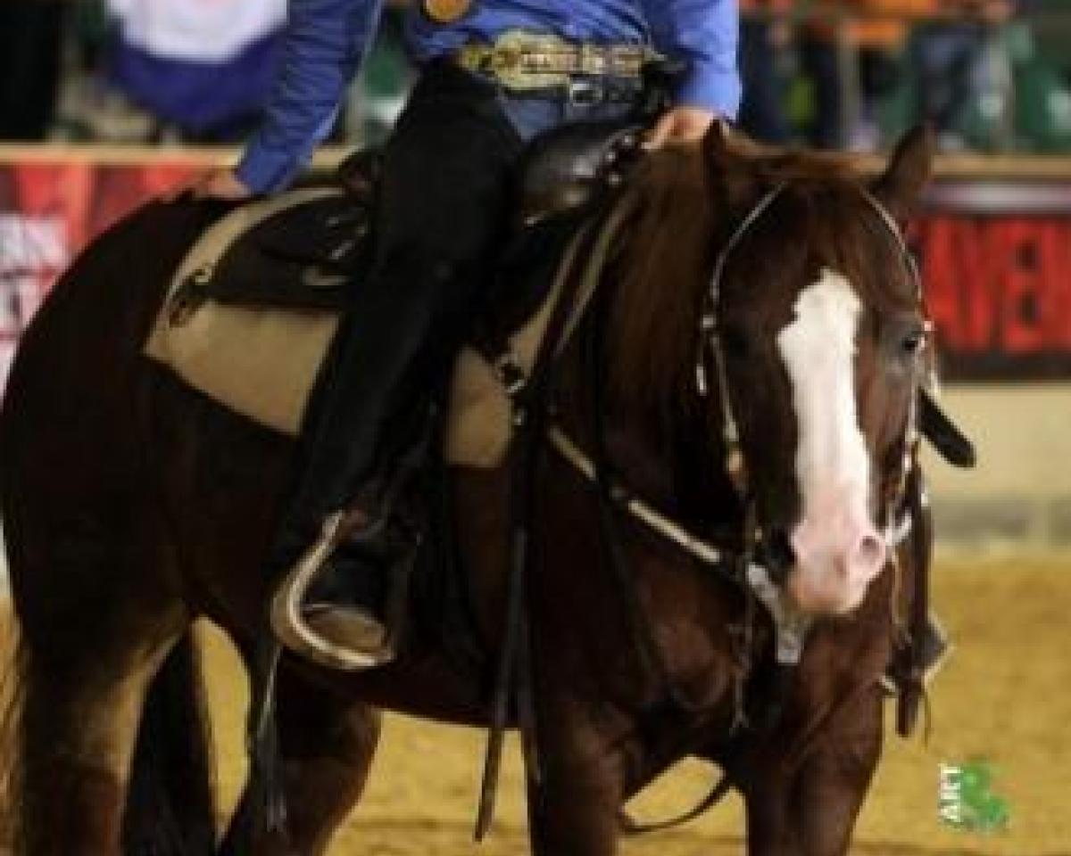 Flo Lena Jewel: Cavallo, Pedigree