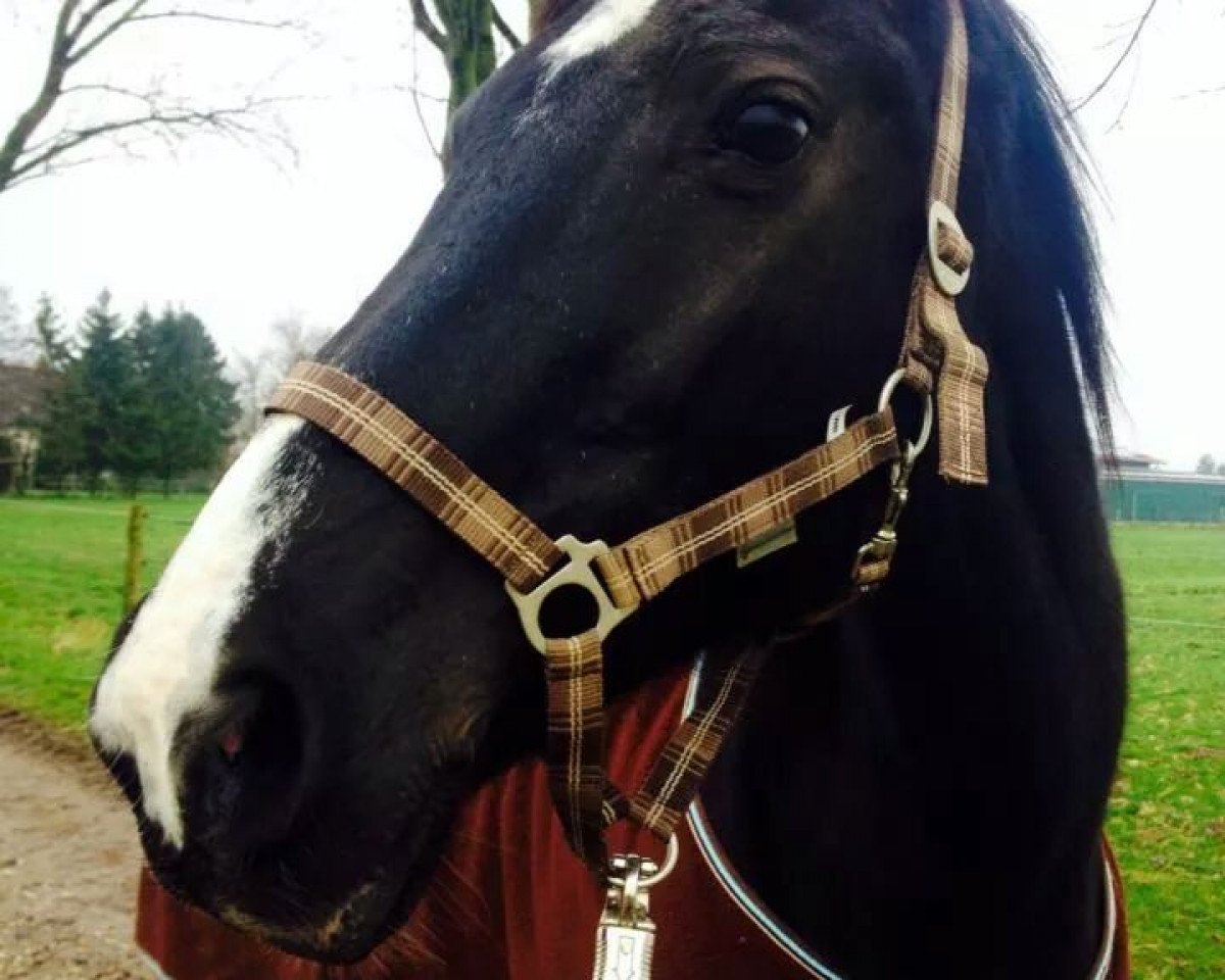 Tamira 21: Springpaard, Stamboom, Resultaten