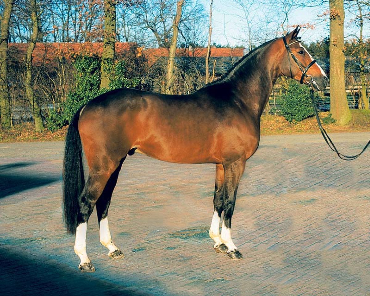 Pajasalon Alex: Cheval, Pedigree