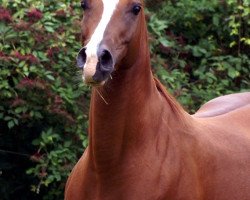 Racy Angel ox: Broodmare, Pedigree