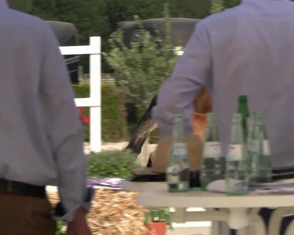 CARBOWS Christy Turlington: Caballo, 1 video exclusivo, Pedigrí