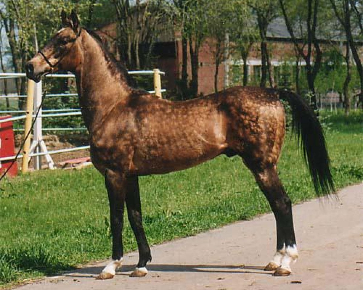 Getman: Étalon, Pedigree