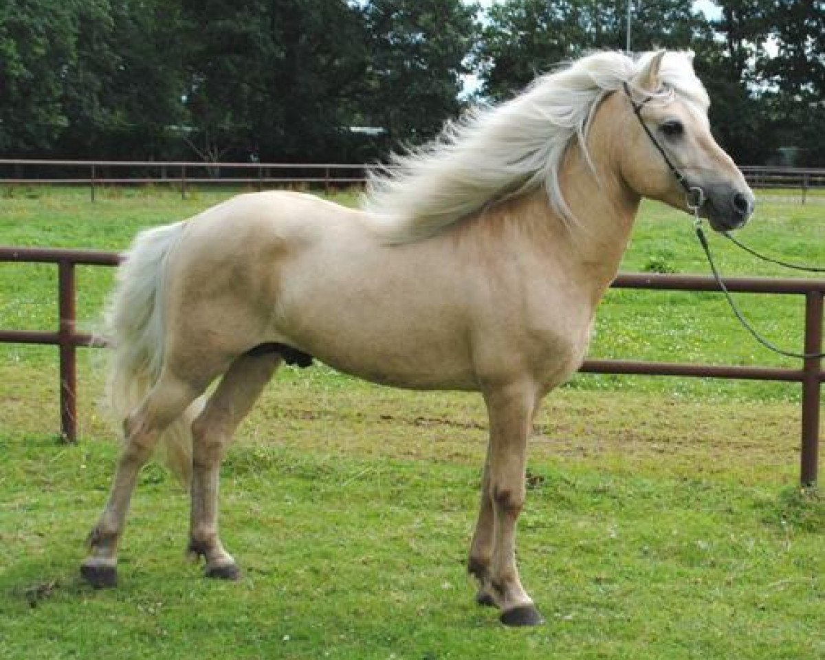 Draupnir von Hermannsburg: Cheval, Pedigree