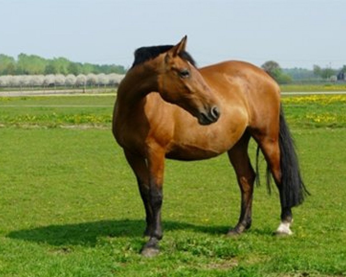 Hella XVIII: Jument de race, Pedigree