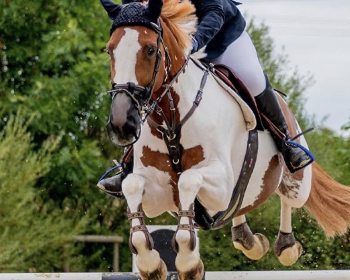 Power Girl: Caballo de salto, 5 videos exclusivos, Pedigrí, Resultados