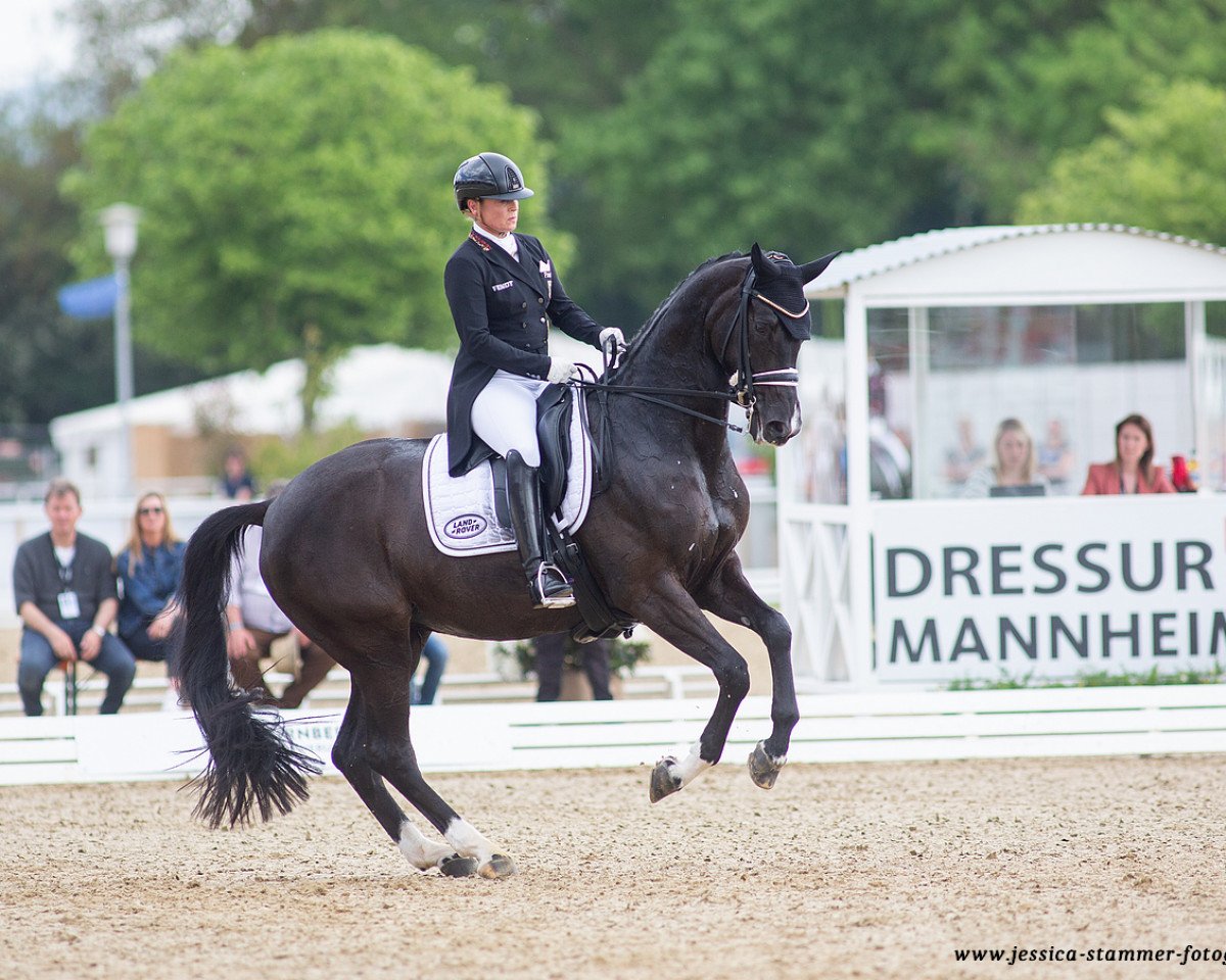 Superb: Cheval de Dressage, Pedigree, Résultats