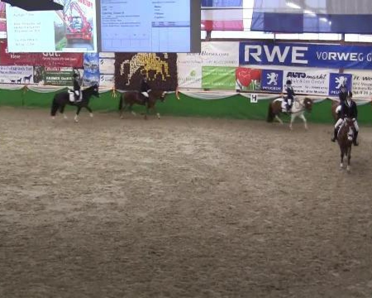 Dancing Queen III: Cheval de Dressage, 2 vidéos exclusives, Pedigree ...