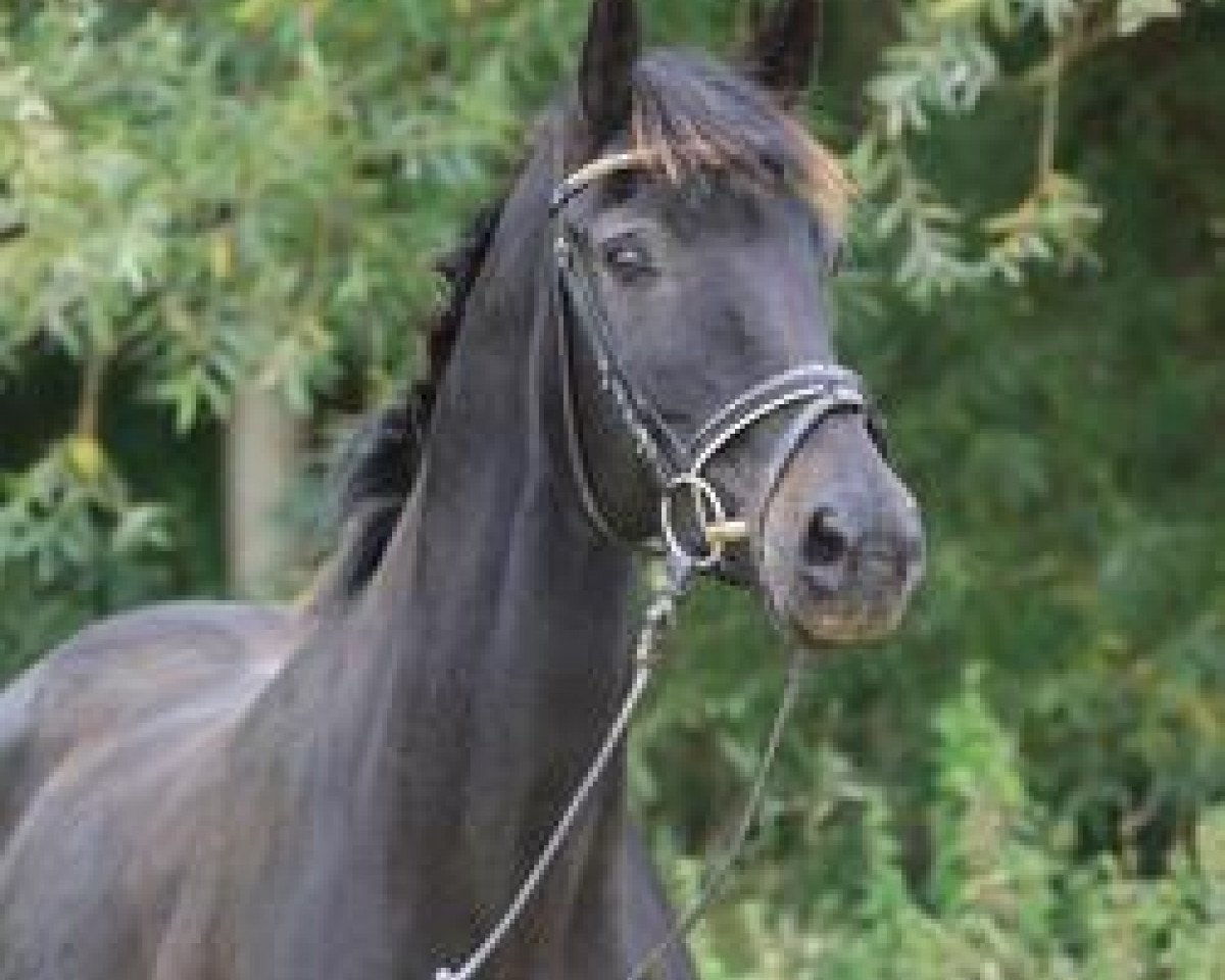 Rubinzauber: Fokmerrie, Stamboom