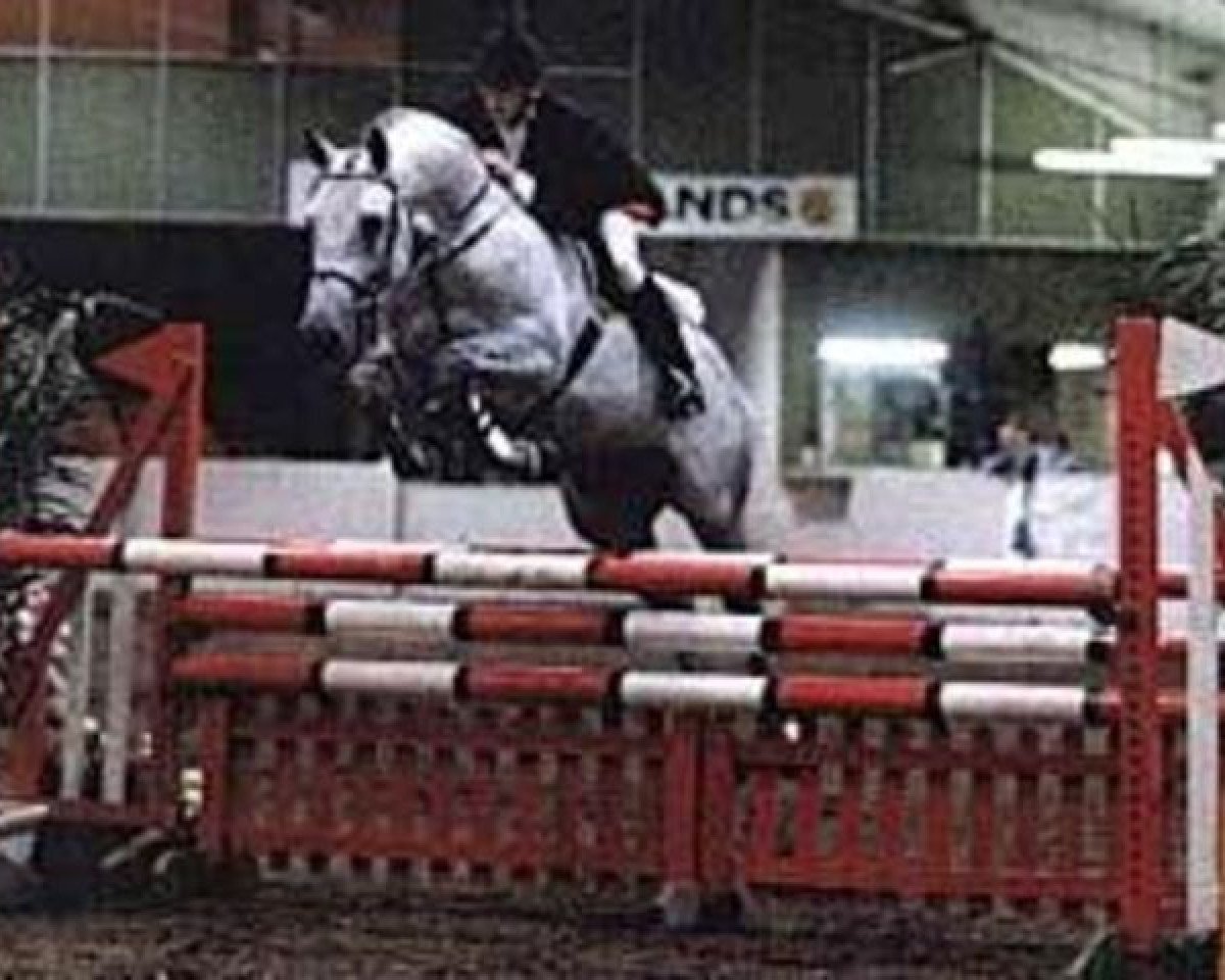 Nienke: Jument de race, Pedigree