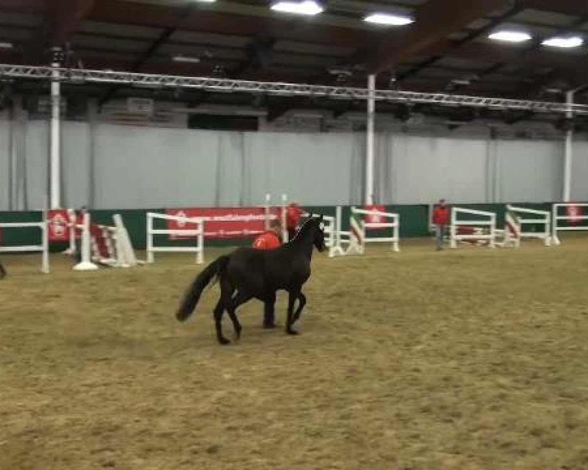 Hengst von Der feine Lord AT: Cheval, 1 vidéo exclusive, Pedigree