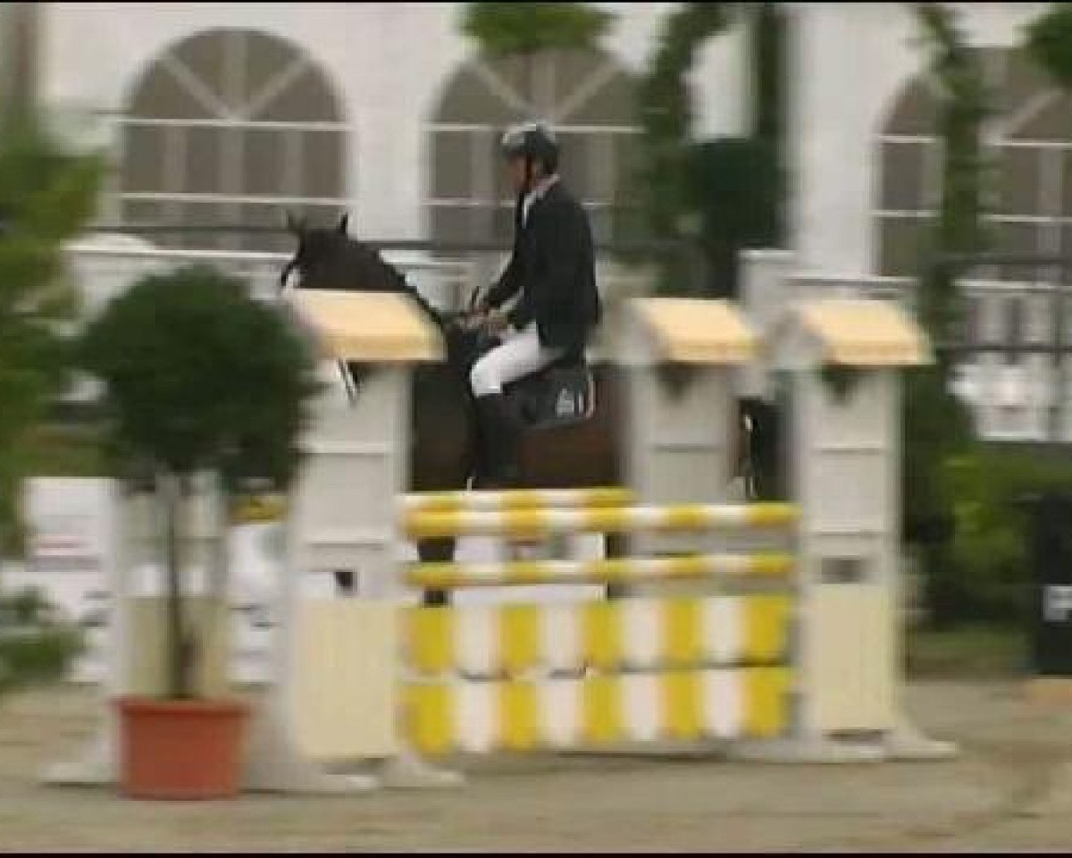 Calimero 550: Cheval de saut, 44 vidéos exclusives, Pedigree, Résultats