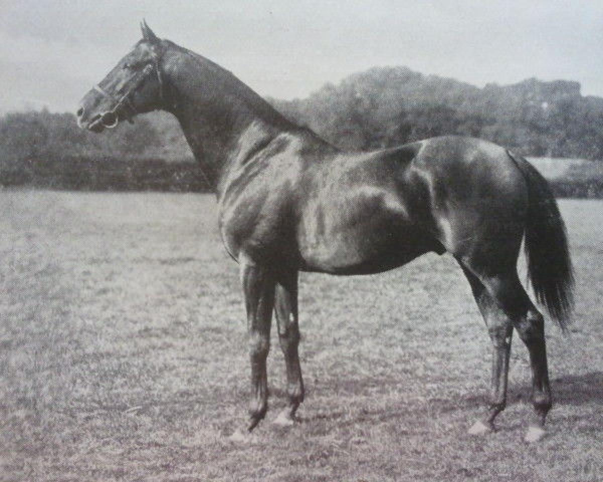 Rose of Margate xx: Jument de race, Pedigree