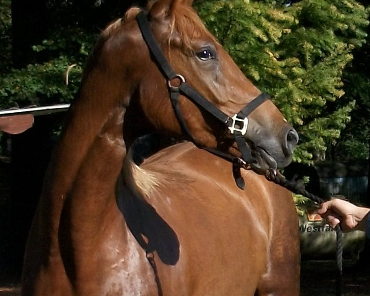 Donnerlittchen 65: Fokmerrie, Stamboom, Resultaten