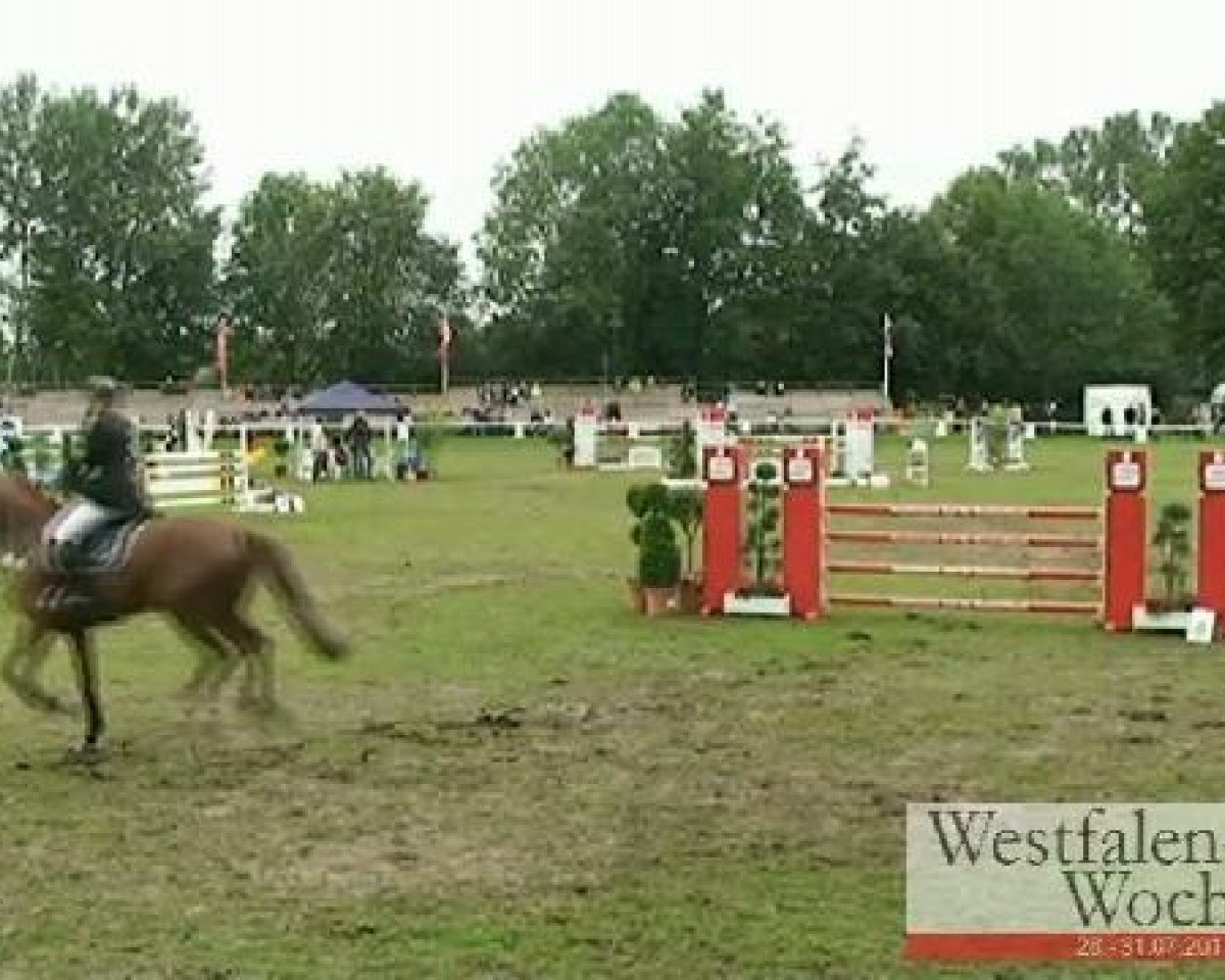 Waikiki R: Caballo de salto, 19 videos exclusivos, Pedigrí, Resultados