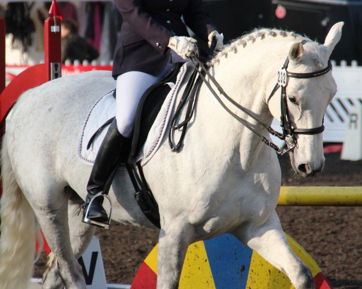 Caro: Fokmerrie, Stamboom