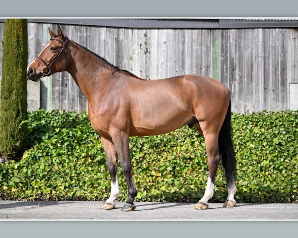 Emma Facchini all results, horses and achievements