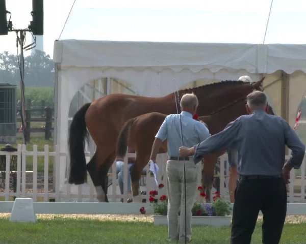 Diana Venturini alle Ergebnisse, Pferde und Erfolge