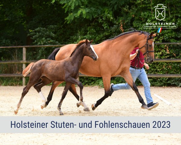 Elke Trümner alle Ergebnisse, Pferde und Erfolge