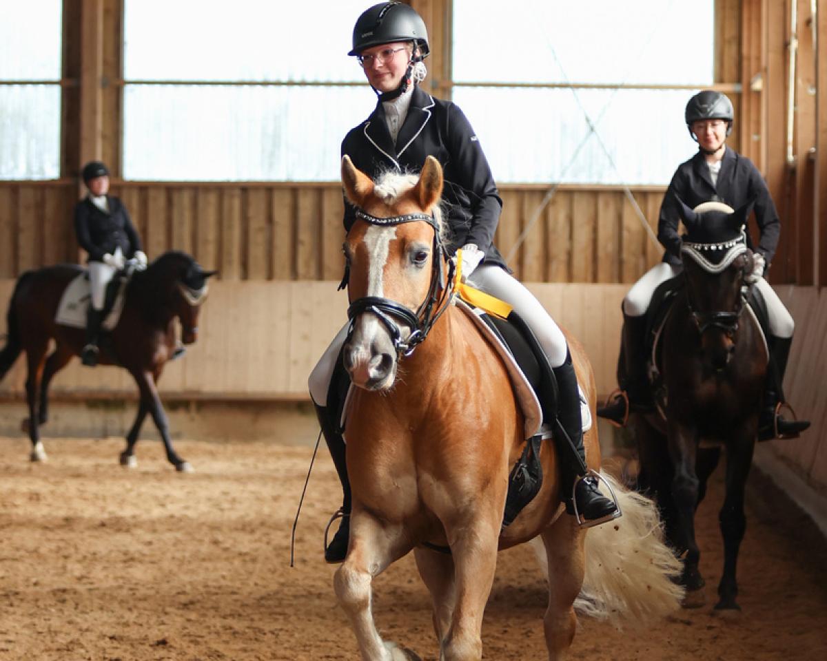 Felix 2355: Cheval de Dressage, 2 vidéos exclusives, Pedigree, Résultats