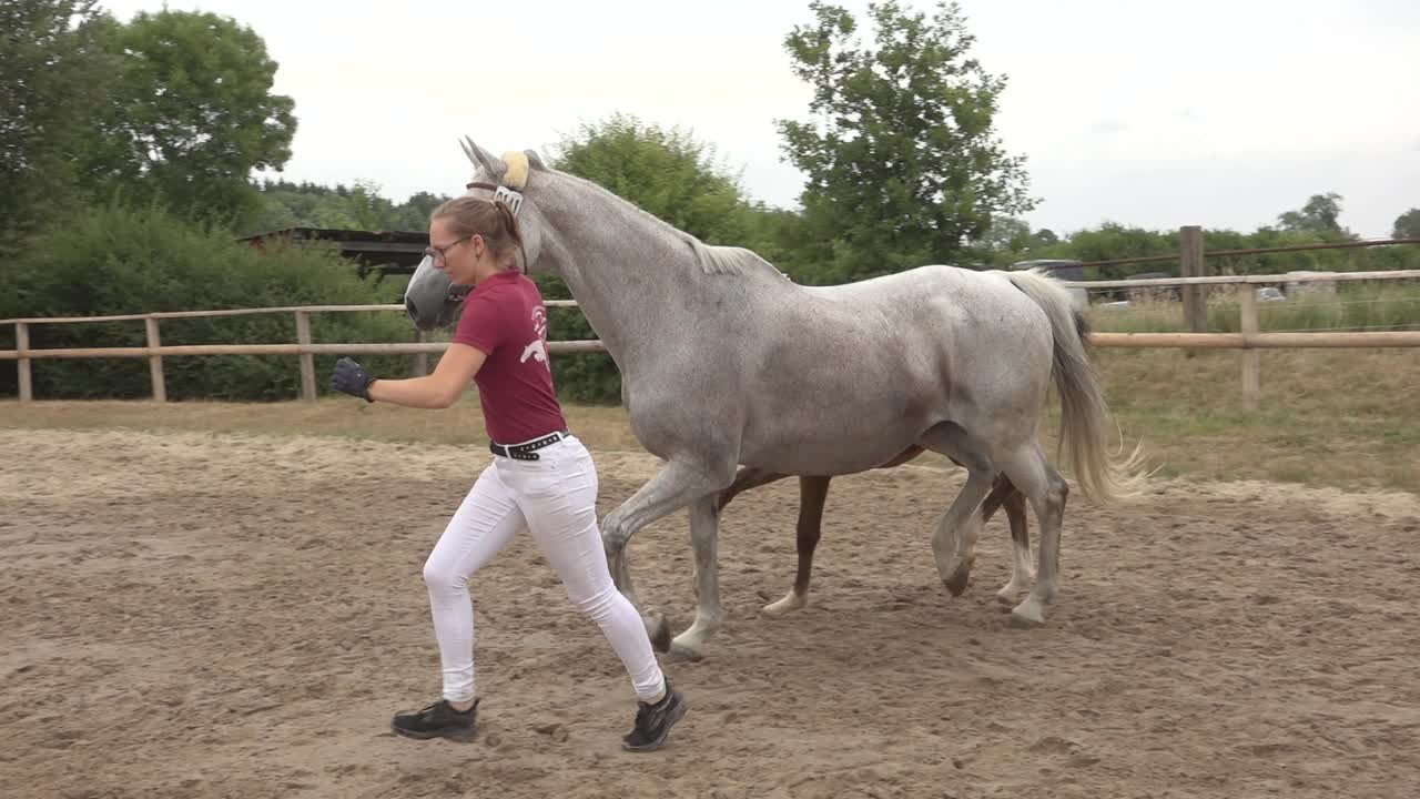 Vidéo de Stute von Dominator 2000 Z / Clearway - Holsteiner Fohlenschau ...