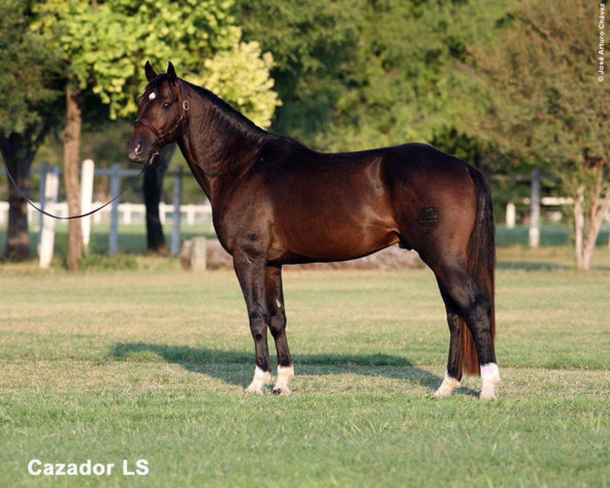 Extasy des Forets: Cheval, Pedigree, Résultats