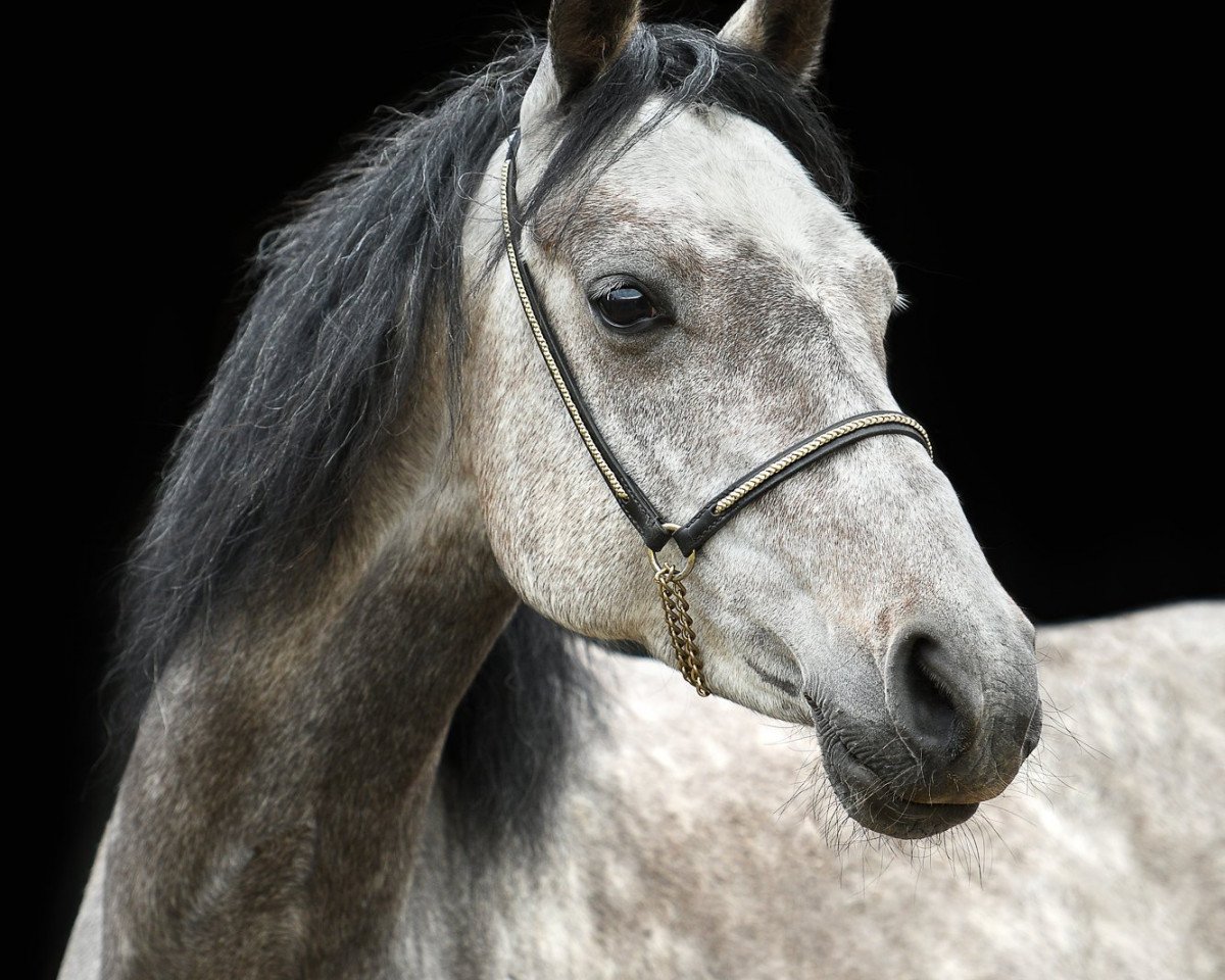 Lignee: Fokmerrie, Stamboom